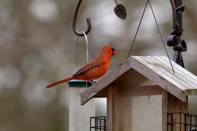 Male Cardinal Bird in a Bush Stock Image - Image of focus, chinese ...