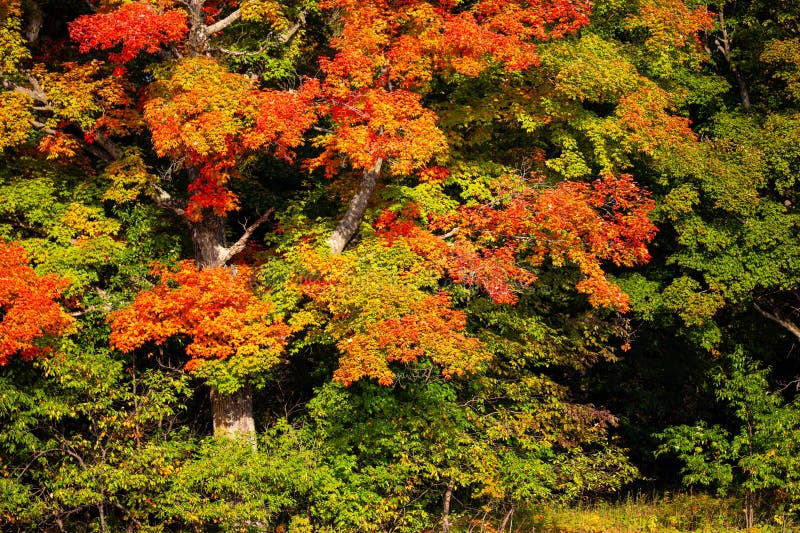 Wisconsin Maple Tree Turning Red at the End of Summer Stock Photo ...