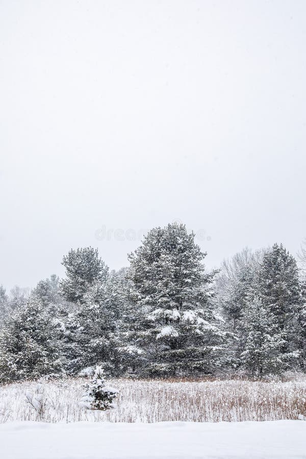 Wisconsin Pine Trees Covered with Snow in a February Snowstorm Stock ...