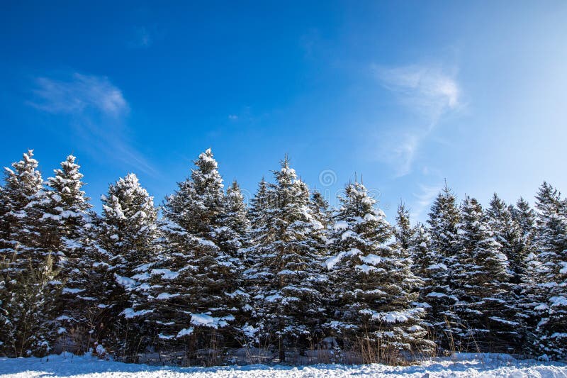 Wisconsin Pine Trees Covered with Snow after a February Snow Storm ...