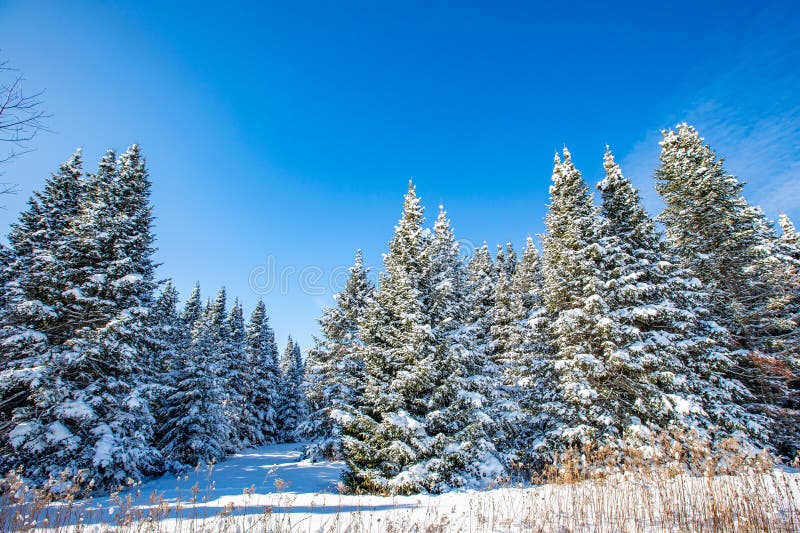 Wisconsin Pine Trees Covered with Snow after a February Snow Storm ...