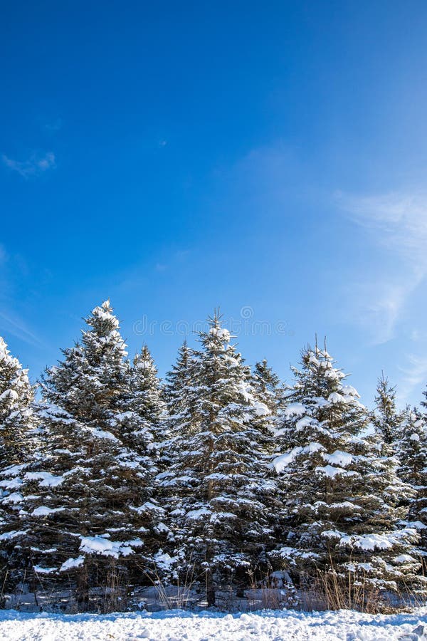 Wisconsin Pine Trees Covered with Snow after a February Snow Storm ...