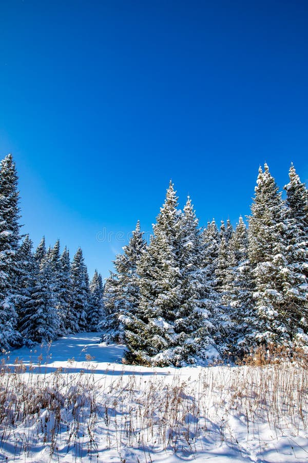 Wisconsin Pine Trees Covered with Snow after a February Snow Storm ...