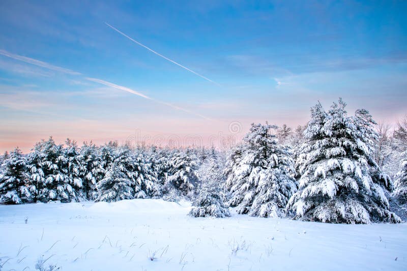Wisconsin Pine Trees Covered with Snow in January Stock Photo - Image ...