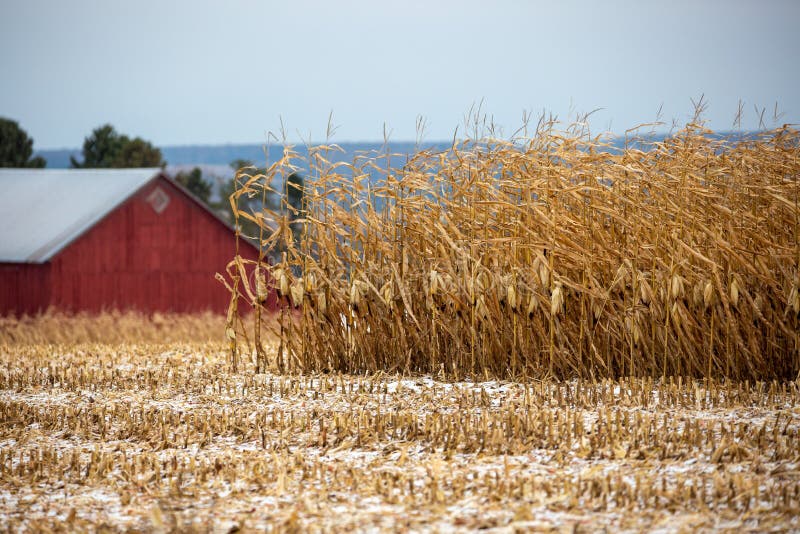 Wisconsin Red Barn with a Little Snow in the Cornfield in Autumn Stock ...