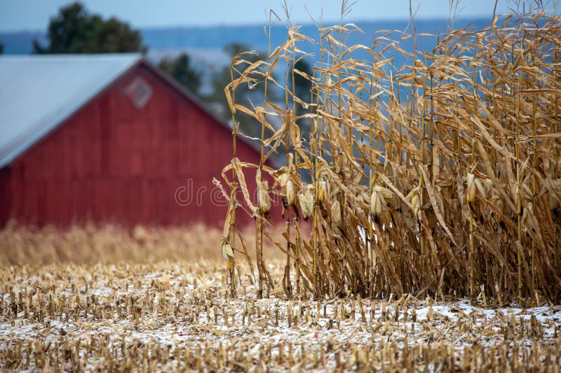 Wisconsin Red Barn with a Little Snow in the Cornfield in Autumn Stock ...