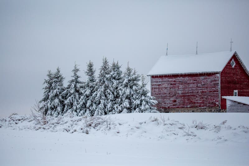 Wisconsin Red Barn and Pine Trees Covered in a December Snow Stock ...