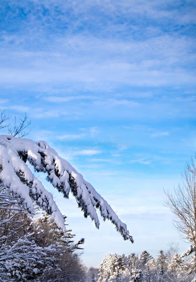 Wisconsin Snow Covered Forest with Copy Space Stock Photo - Image of ...