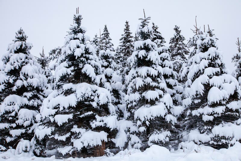 Wisconsin Snow Covered Pine Trees in December Stock Photo - Image of ...