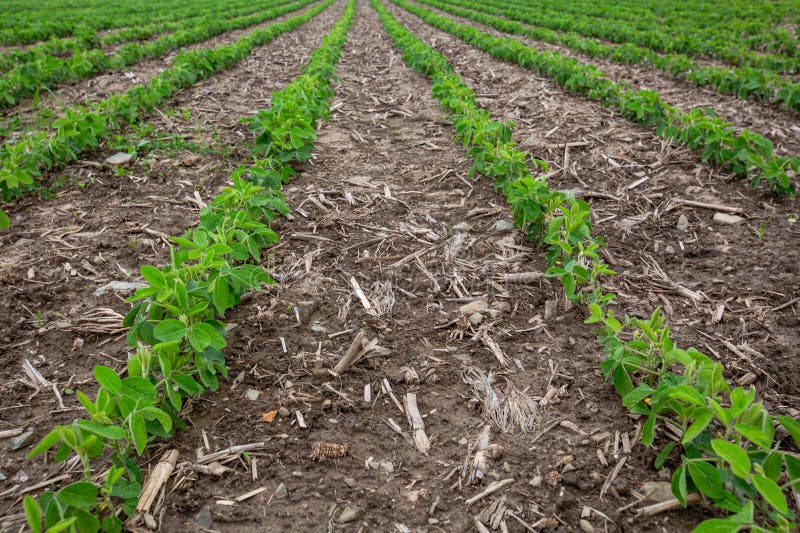Wisconsin Soybean Field in Early Summer Stock Image - Image of beans ...