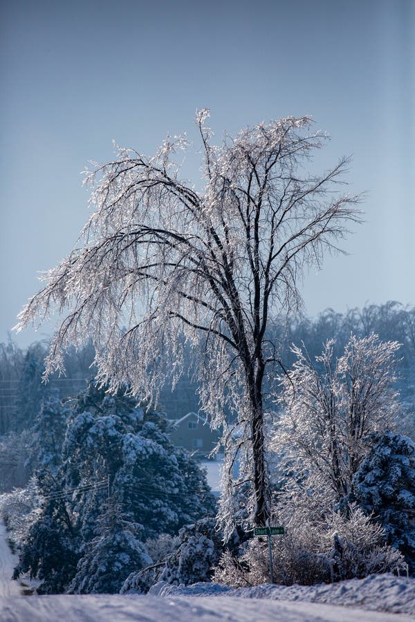 Wisconsin Tree Branches Bending from Ice after a December Storm Stock ...