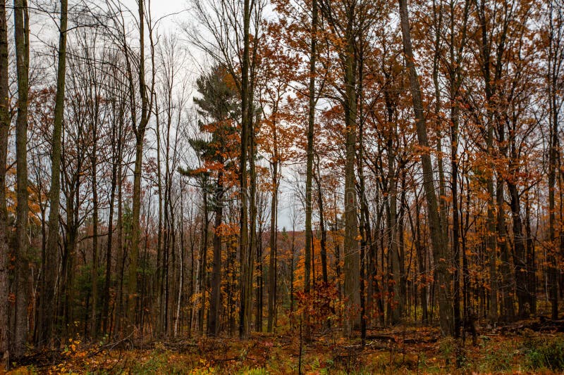 Wisconsin Trees in October with Half of Their Leaves Fallen Stock Image ...