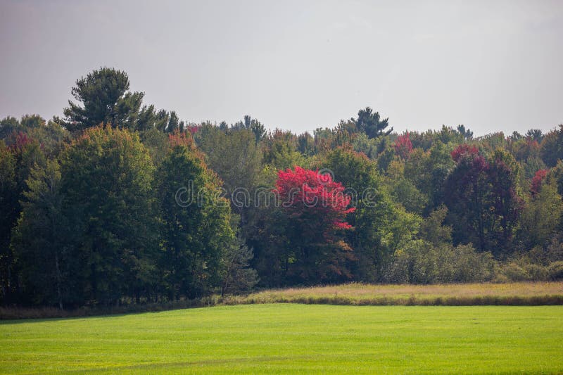 Wisconsin Trees Starting To Change Color in September Stock Photo ...