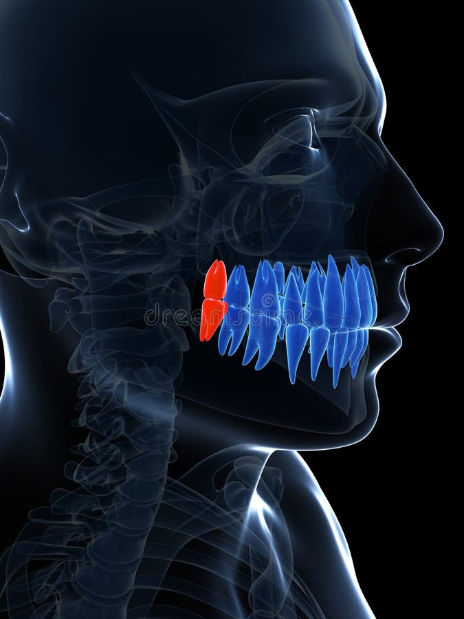 Dental Anatomy of Mandibular Human Gum and Teeth, X-ray View. Medically ...