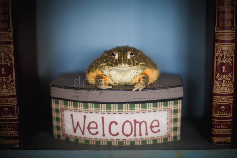 The Wise African Bullfrog in Library on Box Stock Photo - Image of frog ...