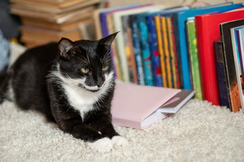 Wise Cat and Books. Cat Thinks Stock Photo - Image of beautiful, feline ...