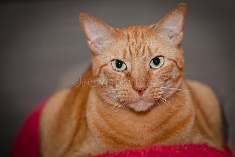 Wise and Content Kitty stock image. Image of eyes, portrait - 47574275