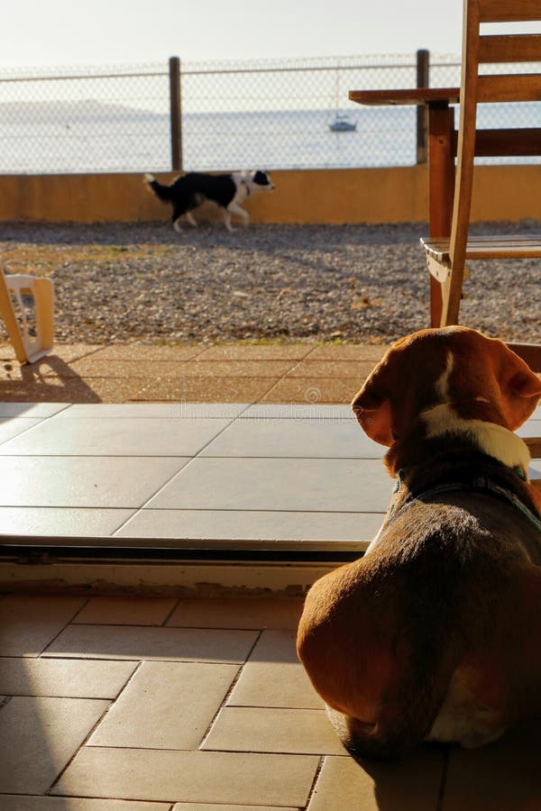 Look at the wise dog stock photo. Image of lying, beagle - 196901518