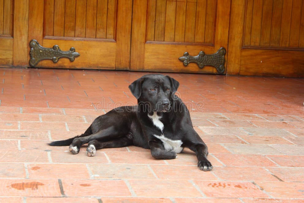 Wise Dog stock image. Image of wise, puppy, retriever - 78446077