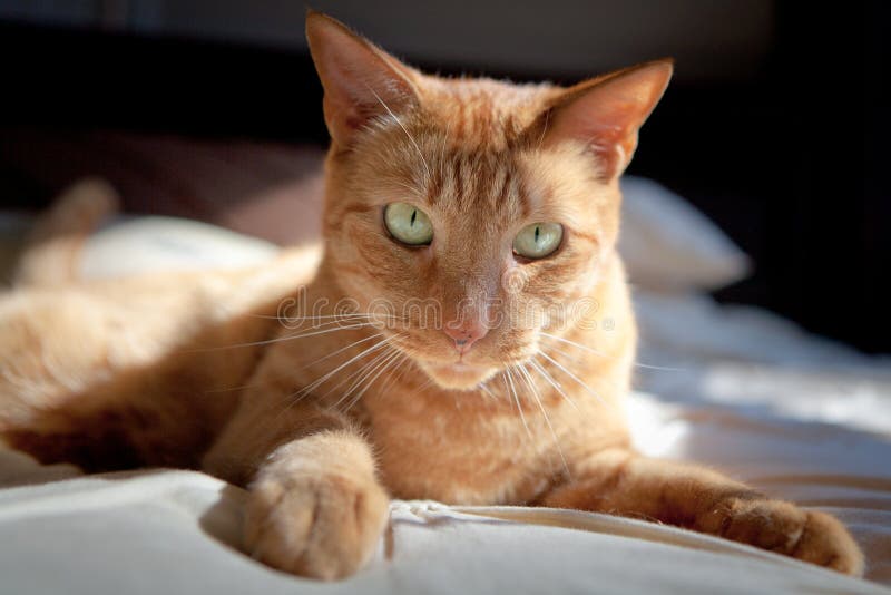 Wise Kitty stock photo. Image of care, face, house, cute - 27561720