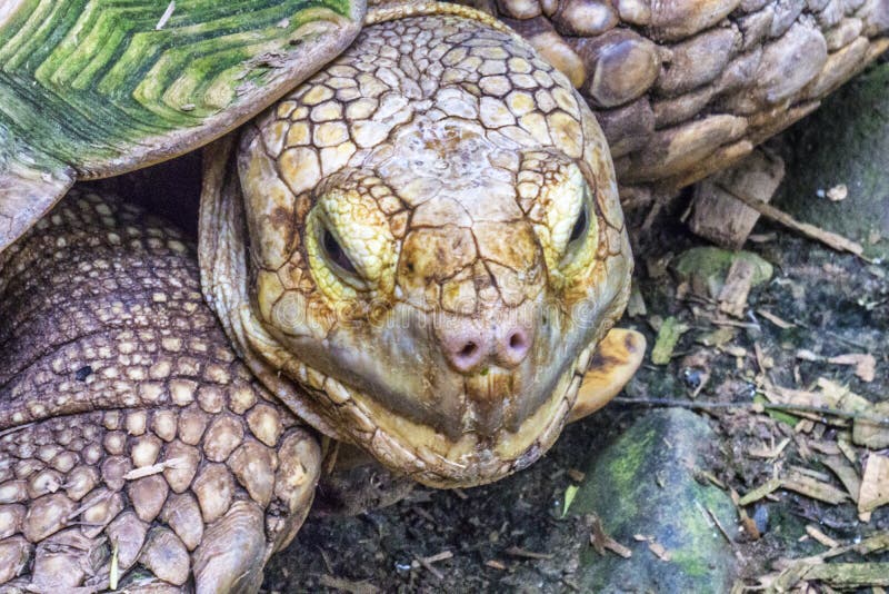 Turtle stock image. Image of toad, amphibian, frog, fish - 211353359