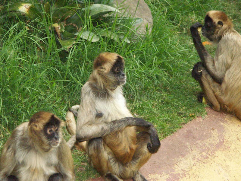 3 Wise Monkeys stock image. Image of wise, sitting, staring - 162513855