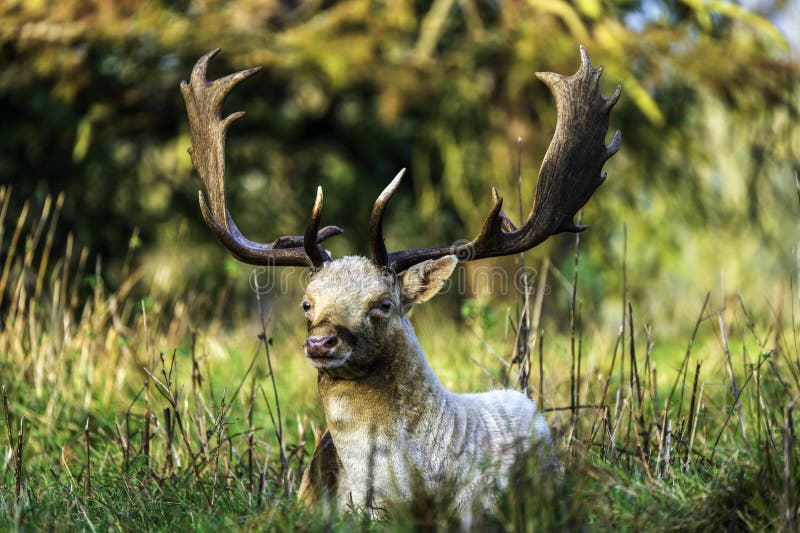 Wise Old Buck Resting and Taking in the Autumn Air Stock Image - Image ...