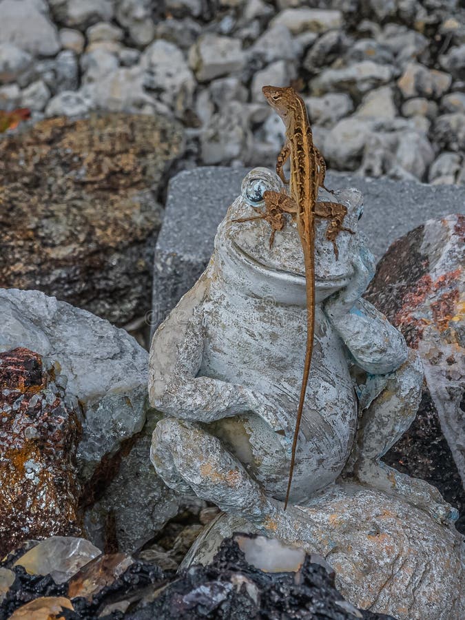 The Wise Old Frog with a Visiting Lizard Stock Photo - Image of ...