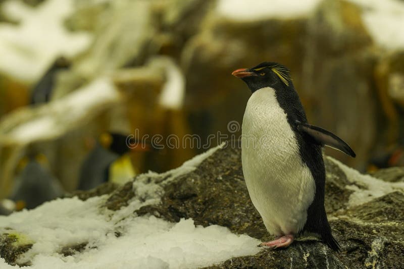 A Wise Old King Penguin with Gray Eyebrows Looks into the Distance ...