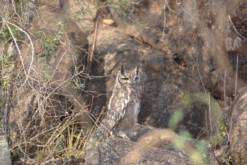 Wise Old Owl Looking Over the Plains Stock Image - Image of bird ...