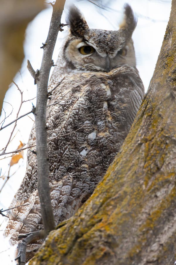 Wise Old Owl stock photo. Image of bird, long, sitting - 177356648