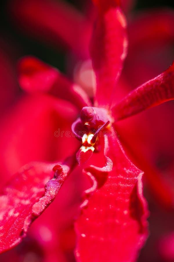 The Wise One stock photo. Image of alien, climate, frame - 35448452