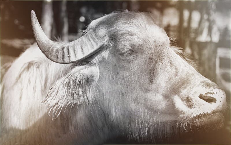 The wise one stock image. Image of buffalo, african, wild - 73839349