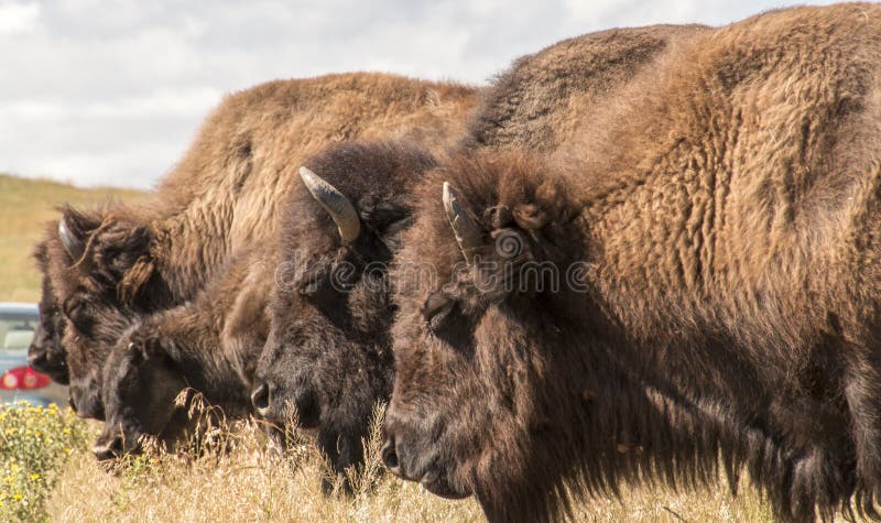 The wise ones stock image. Image of summer, bison, sunny - 91139009