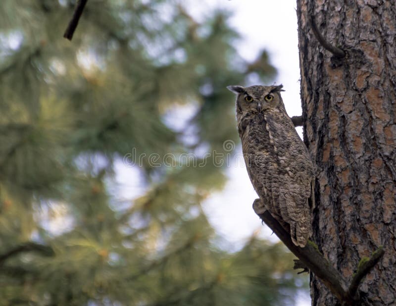 238 Pine Trees Owl Stock Photos - Free & Royalty-Free Stock Photos from ...