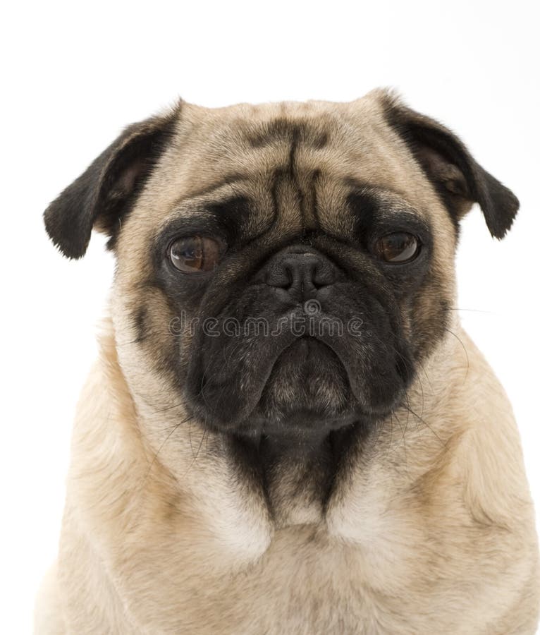 Mops-pug smiling face stock photo. Image of small, white - 10730130