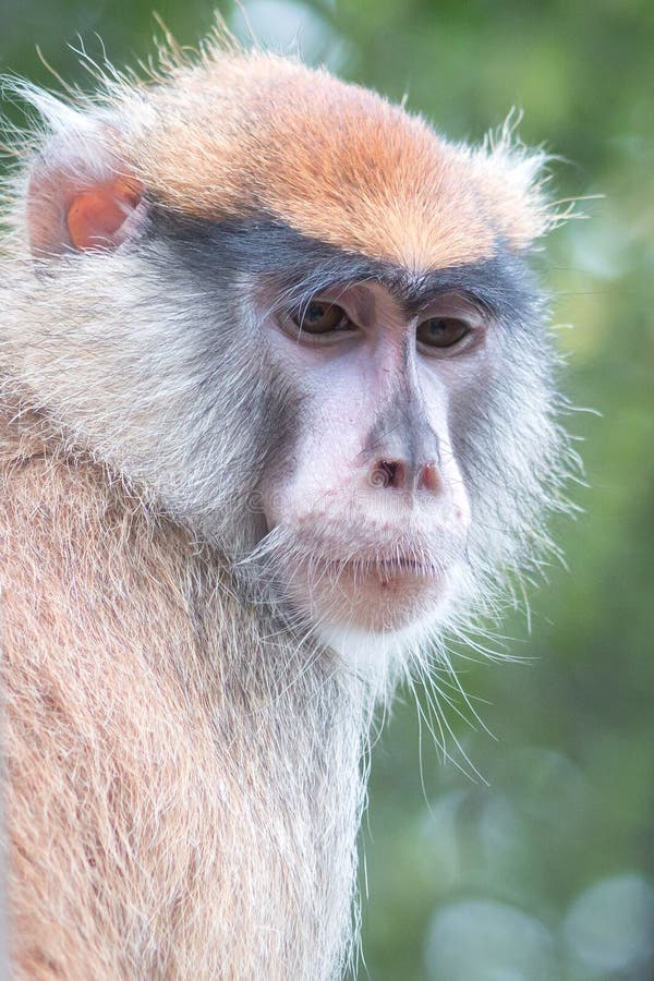 Wise Red Monkey. Wild Nature Stock Photo - Image of background ...