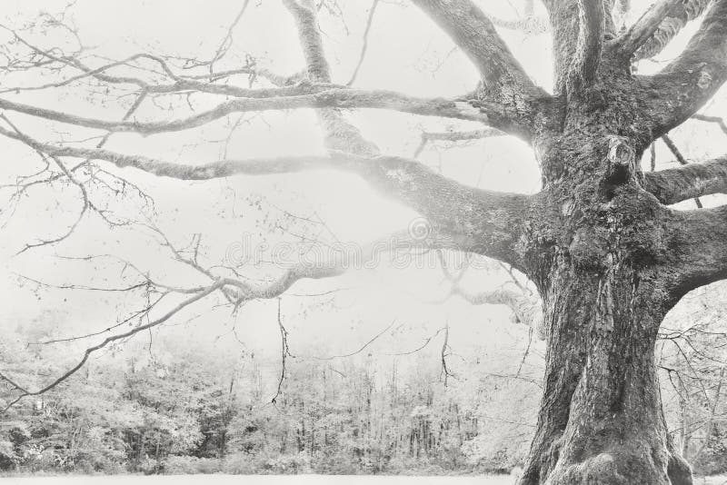 Wise tree stock photo. Image of meadow, tall, tree, ancient - 28864598