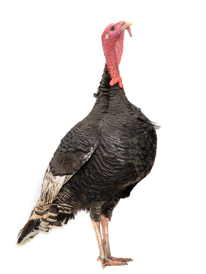 Turkey Standing Back Isolated on White Stock Image - Image of animal ...