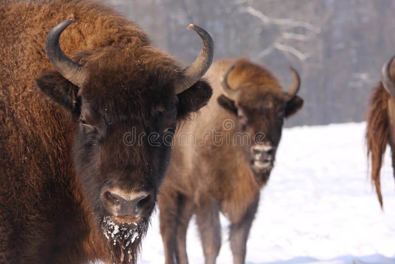 Buffalo stock photo. Image of cold, horns, wild, outdoorsbig - 614048