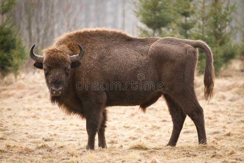 Wisent stock image. Image of breeding, grazing, bisons - 20136395