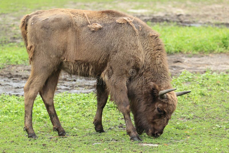 Wisent stock photo. Image of mammal, european, grass - 25737434