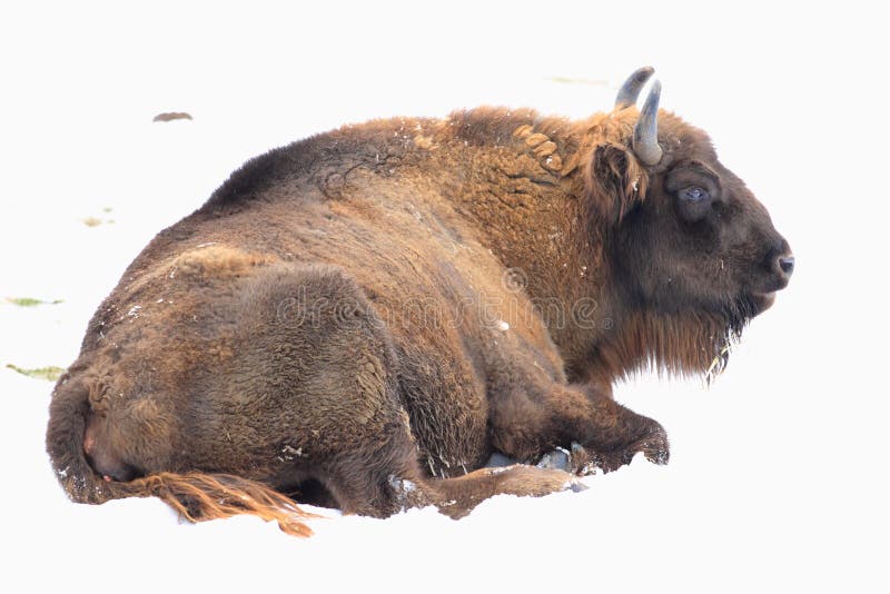 Wisent stock image. Image of breeding, grazing, bisons - 20136395