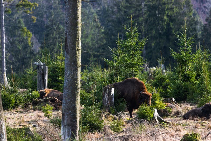 Wisent in a Coniferous Forest Stock Photo - Image of nature, horns ...