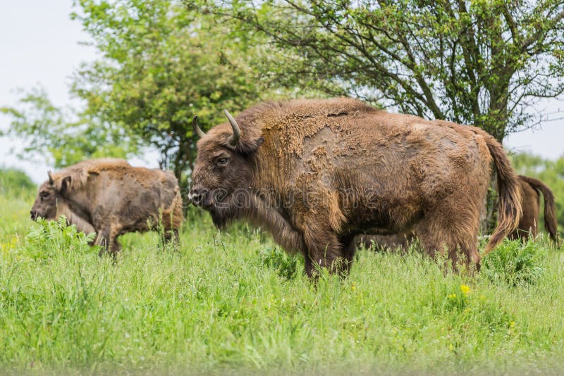 Head of Wisent, the European Bison Stock Photo - Image of brown, horns ...