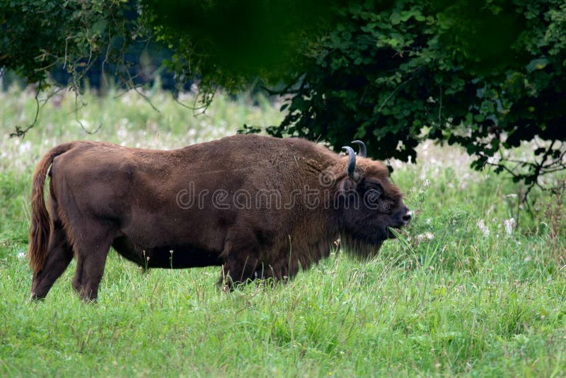 Wisent stock photo. Image of bovids, attraction, grazing - 20136906