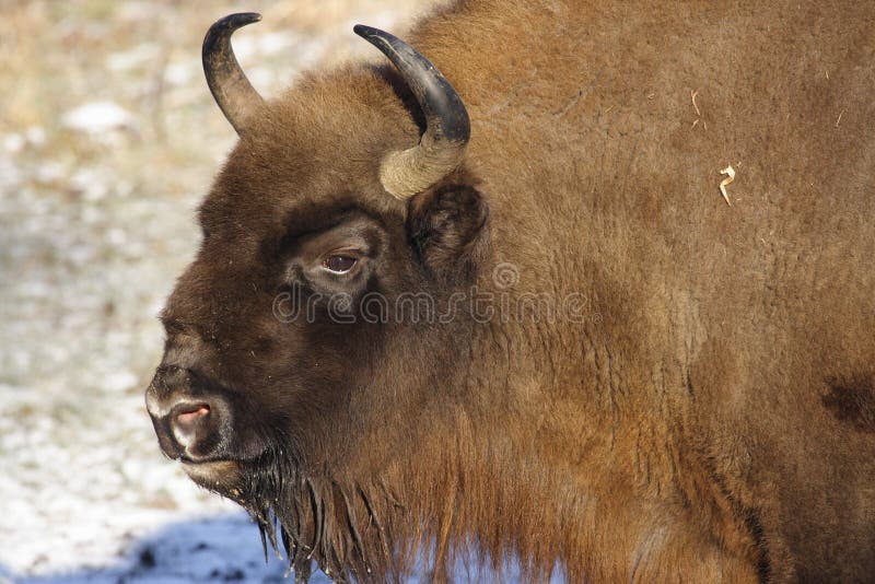 Wisent s portrait stock image. Image of winter, bovids - 9051077
