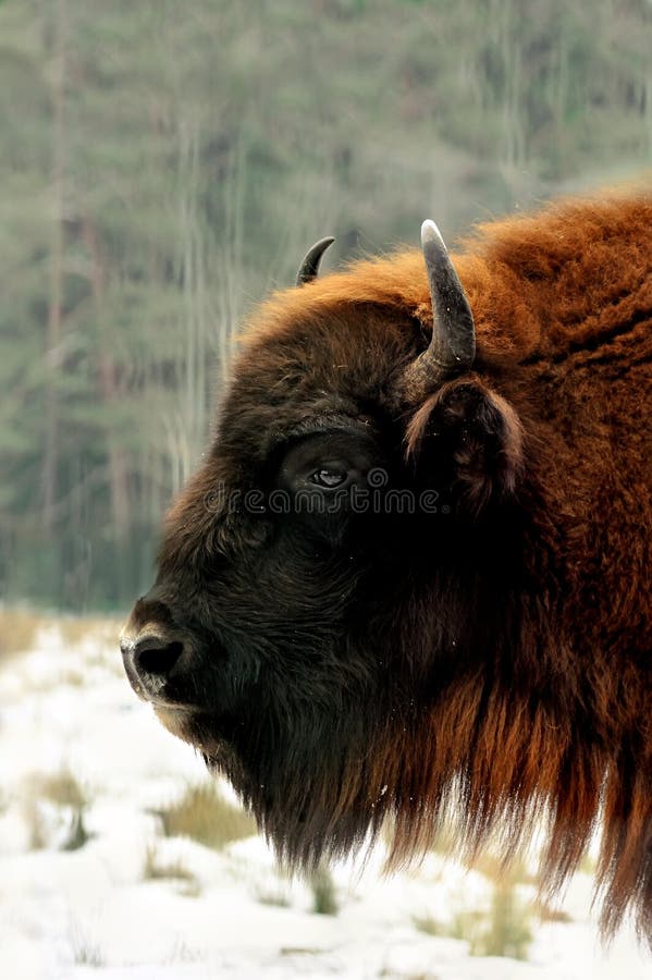 Wisent in Winter Forest Reserve Bialowieza Forest Stock Photo - Image ...