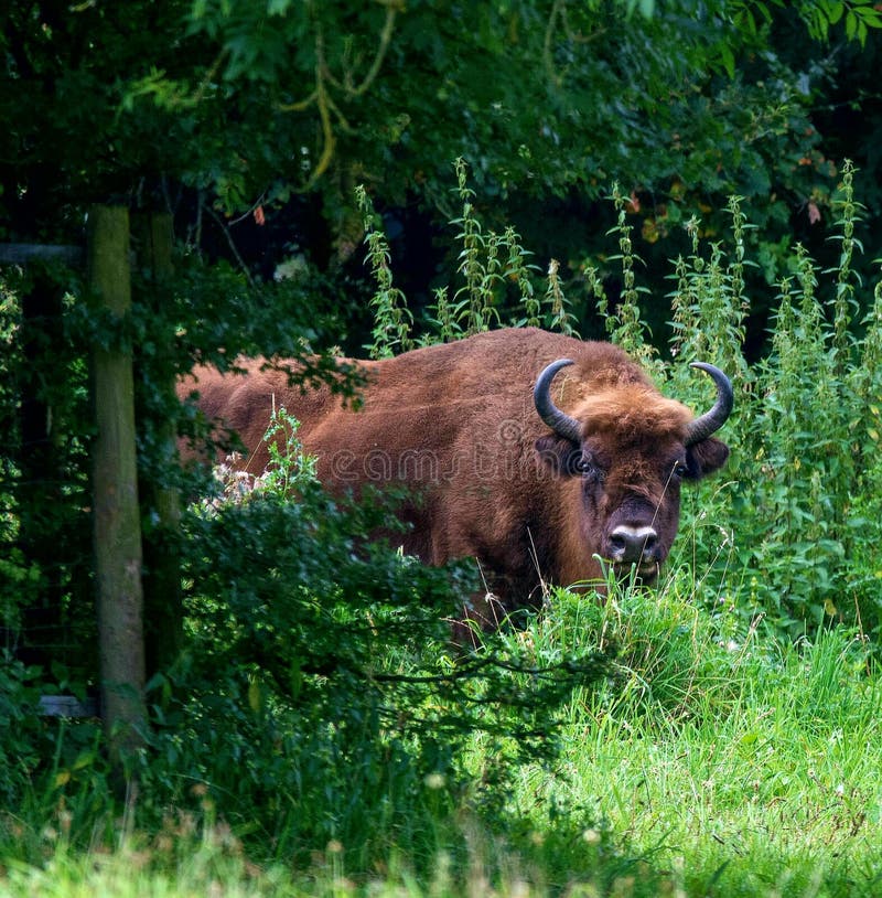 Wisent stock image. Image of bizon, wisent, wildlife - 121801809