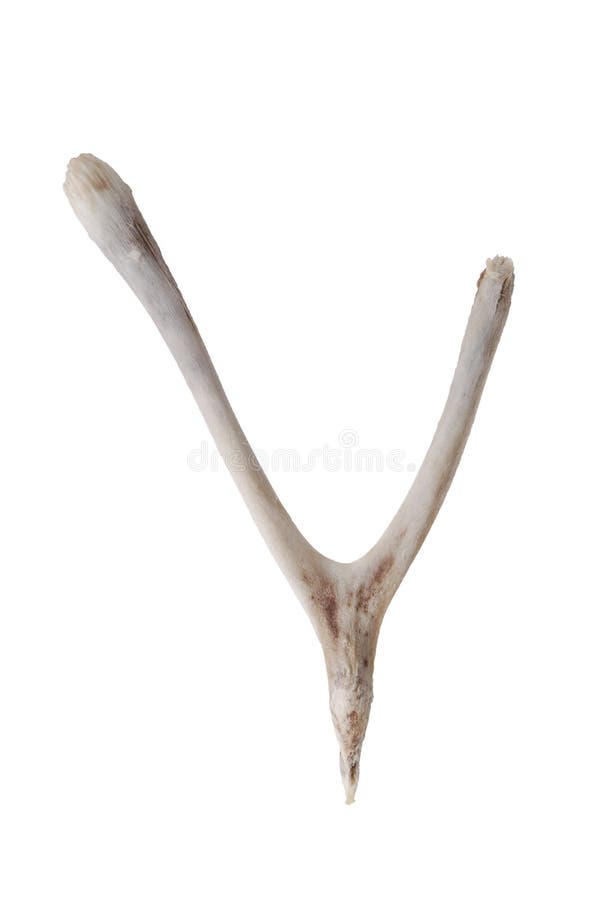 Wish bone stock photo. Image of dried, white, furcula - 8222432